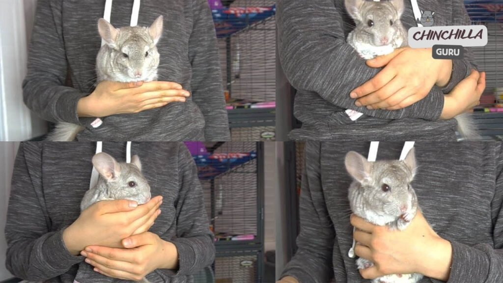 How to Hold a Chinchilla: Tips and Techniques - Chinchilla Guru